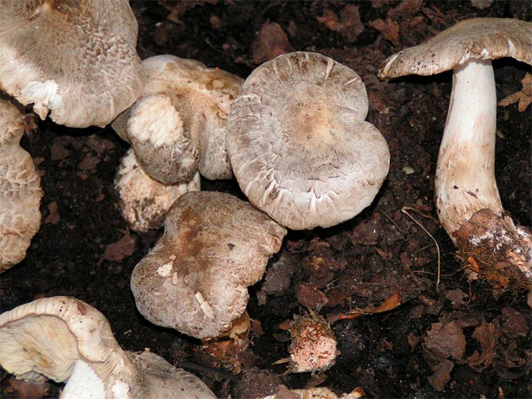 Fredolic, negrilla, ratón… Tricholoma terreum, la seta sin miedo al ...