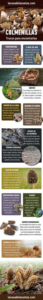 Colmenillas, trucos para encontrarlas | La Casa de las Setas