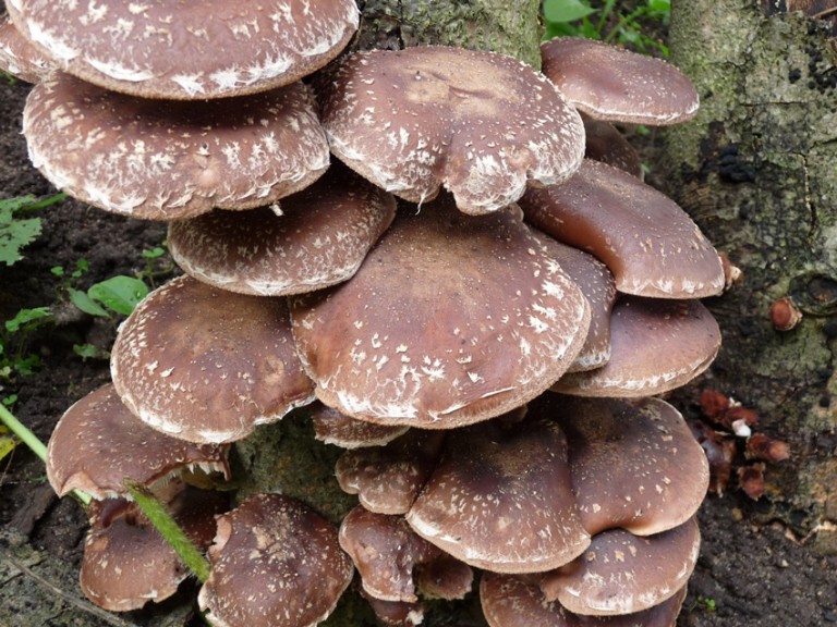 Shiitake: descubre sus propiedades La Casa de las Setas