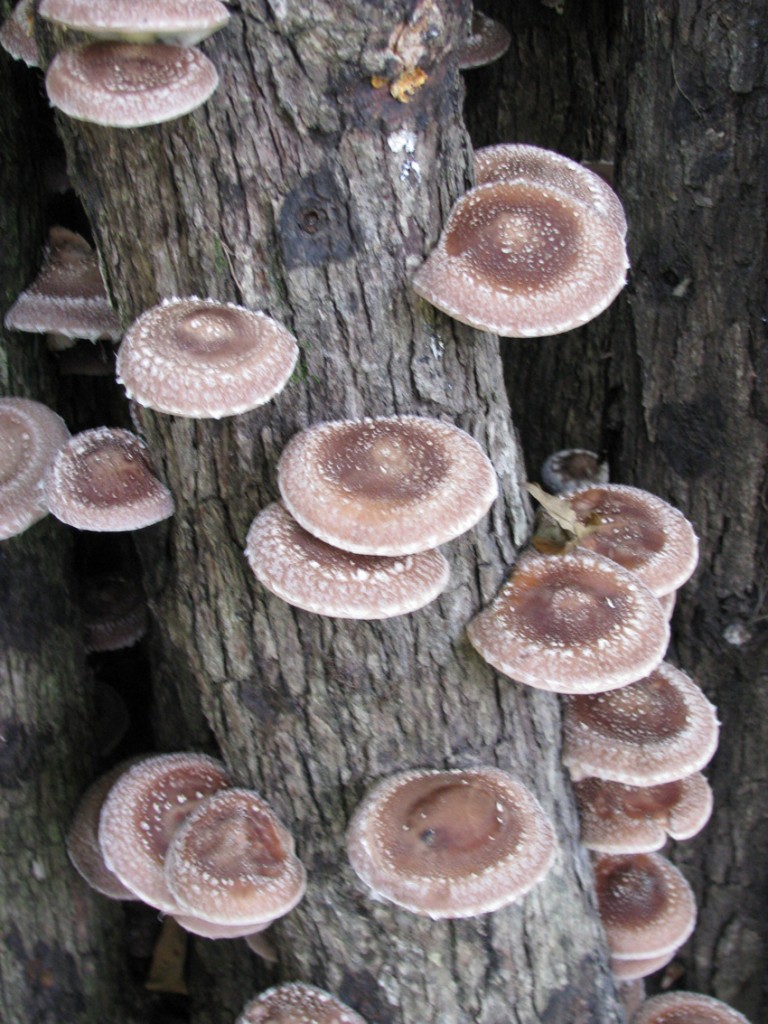 Shiitake: descubre sus propiedades La Casa de las Setas