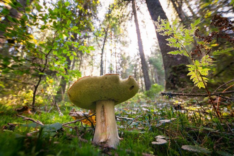 Blog de La Casa de las Setas | Noticias e información de setas y trufas