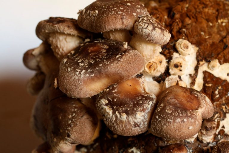 Shiitake: descubre sus propiedades La Casa de las Setas