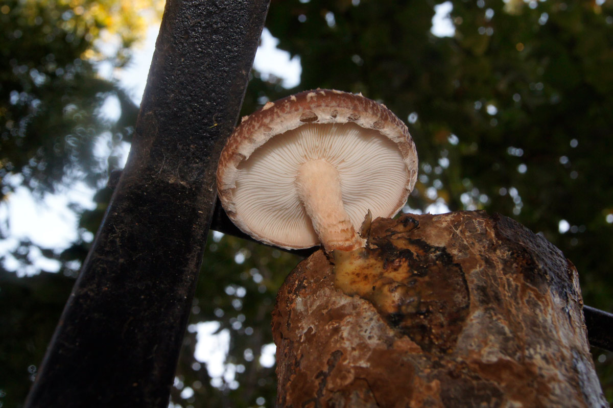 Shiitake: descubre sus propiedades La Casa de las Setas