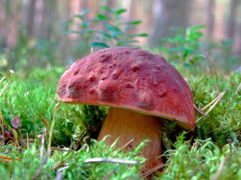 Boletus pinícola - Blog LCDLS