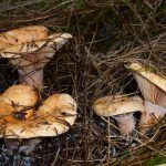 Níscalos 2022 ⊛ Empieza la temporada → La Casa de las Setas