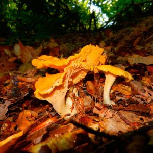 Rebozuelos, Cantharellus cibarius, destellos amarillos en el monte ...