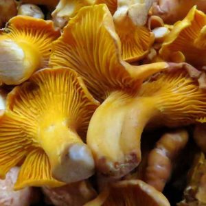 Cantharellus cibarius: rebozuelos - Blog LCDLS