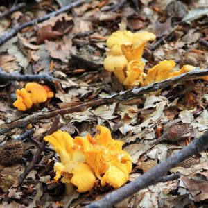 Cantharellus cibarius: rebozuelos - Blog LCDLS