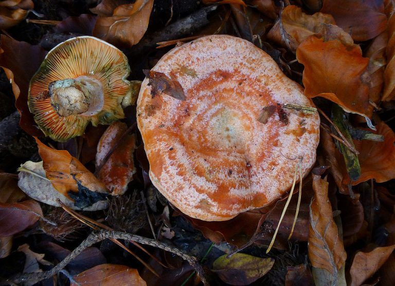 Níscalos 2023 ⊛ Empieza la temporada → La Casa de las Setas