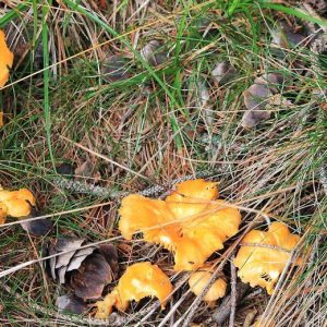 Cantharellus cibarius: rebozuelos - Blog LCDLS