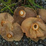 Níscalos 2022 ⊛ Empieza la temporada → La Casa de las Setas