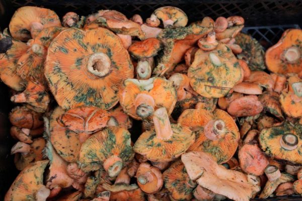 Níscalos 2025 ⊛ Empieza la temporada → La Casa de las Setas