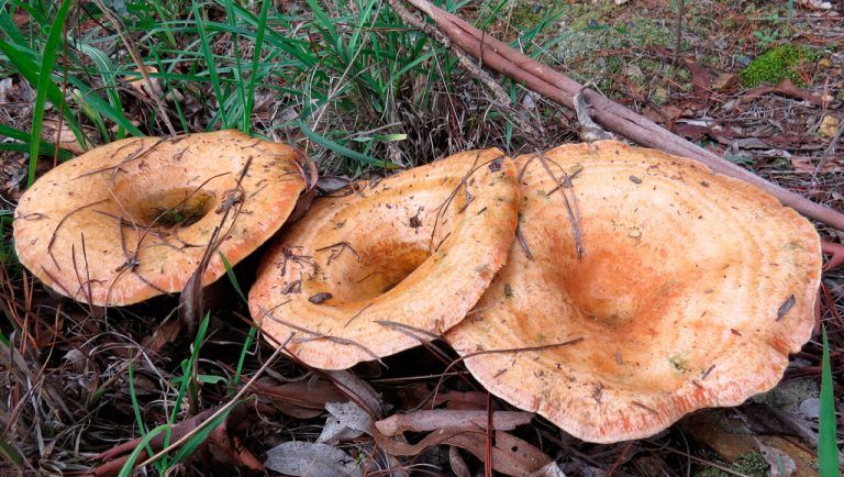 Níscalos 2026 ⊛ Empieza la temporada → La Casa de las Setas