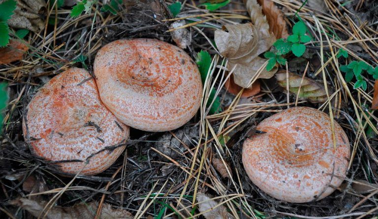 Níscalos 2025 ⊛ Empieza la temporada → La Casa de las Setas