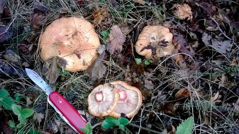 ¿Hay setas ya? descubre cuándo salen las setas después de las lluvias ...
