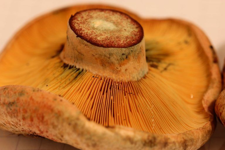 Níscalos 2025 ⊛ Empieza la temporada → La Casa de las Setas