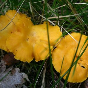Cantharellus cibarius: rebozuelos - Blog LCDLS