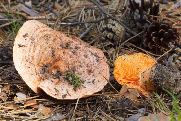 Níscalos 2025 ⊛ Empieza la temporada → La Casa de las Setas