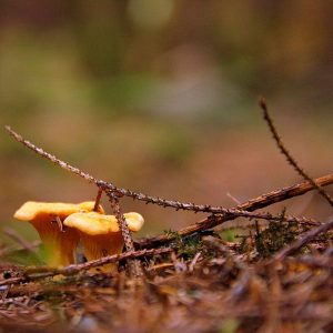 Cantharellus cibarius: rebozuelos - Blog LCDLS