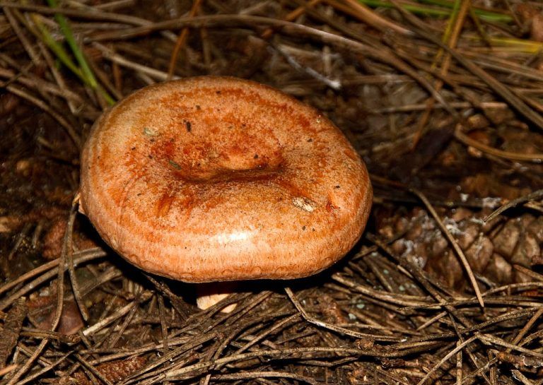 Níscalos 2025 ⊛ Empieza la temporada → La Casa de las Setas