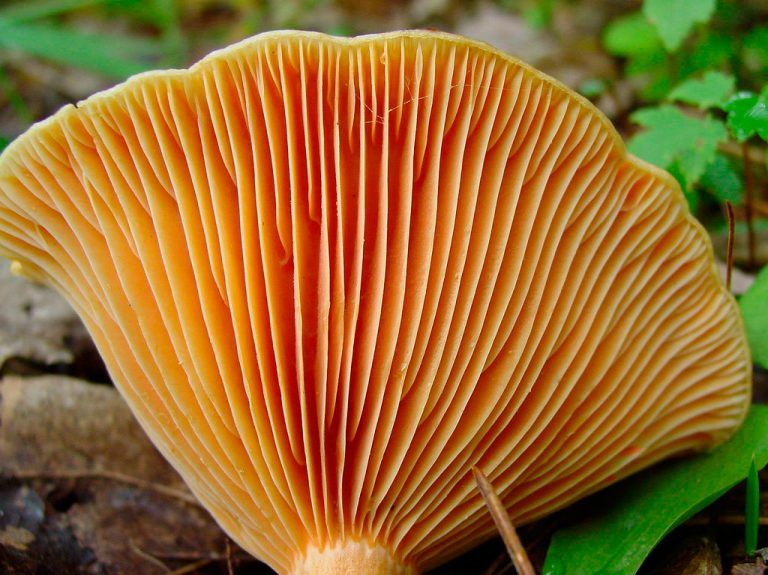 Níscalos 2025 ⊛ Empieza la temporada → La Casa de las Setas