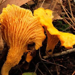 Cantharellus cibarius: rebozuelos - Blog LCDLS