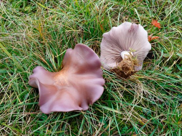 Lepista nuda: seta pie azul - Blog LCDLS