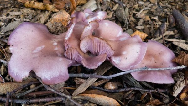 Lepista nuda: seta pie azul - Blog LCDLS