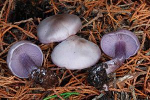 Seta pie azul, clitocybe nuda, la nazarena del bosque | La Casa de las ...
