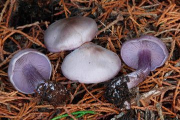Seta pie azul, clitocybe nuda, la nazarena del bosque | La Casa de las ...