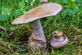 Lepista nuda: seta pie azul - Blog LCDLS