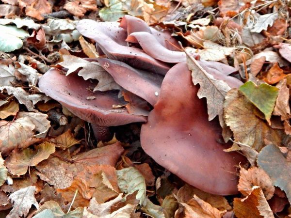 Lepista nuda: seta pie azul - Blog LCDLS