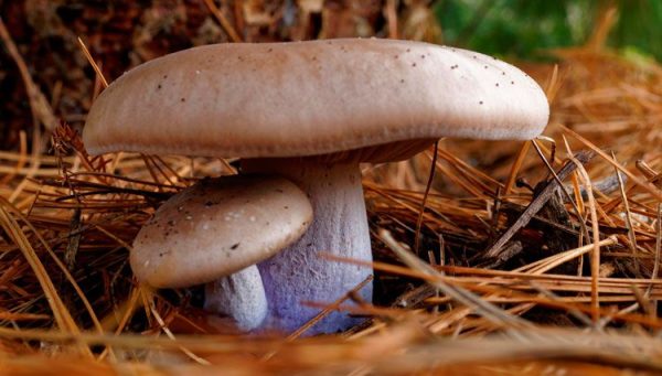 Lepista nuda: seta pie azul - Blog LCDLS