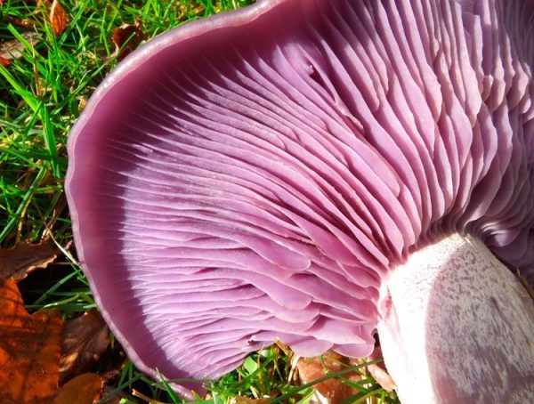 Seta pie azul, clitocybe nuda, la nazarena del bosque | La Casa de las ...