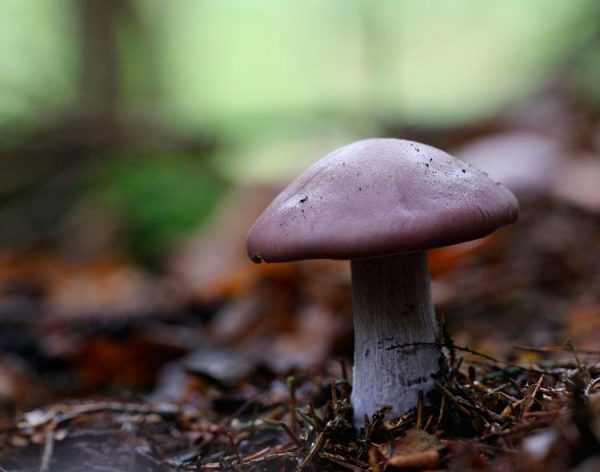 Lepista nuda: seta pie azul - Blog LCDLS