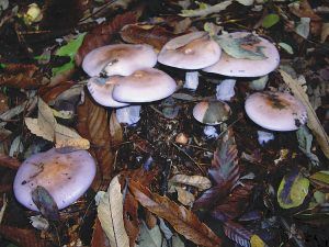 Lepista nuda: seta pie azul - Blog LCDLS