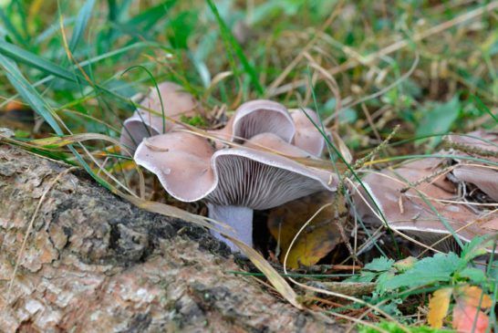 Lepista nuda: seta pie azul - Blog LCDLS