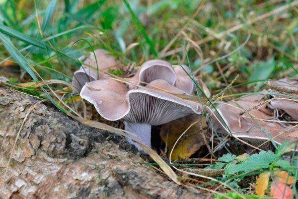 Lepista nuda: seta pie azul - Blog LCDLS