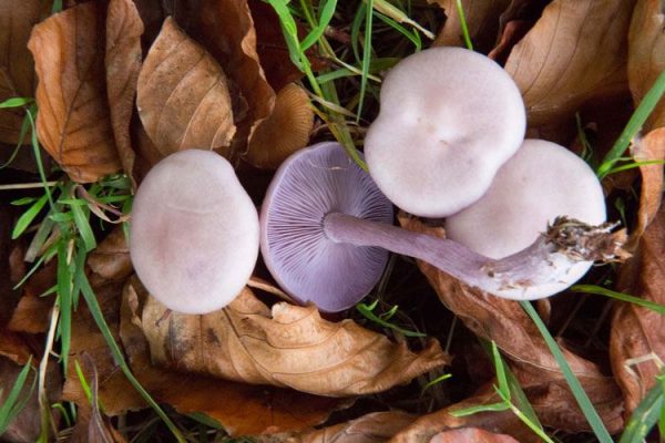 Lepista nuda: seta pie azul - Blog LCDLS