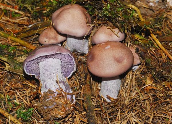 Lepista nuda: seta pie azul - Blog LCDLS