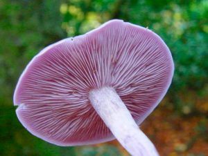 Lepista nuda: seta pie azul - Blog LCDLS