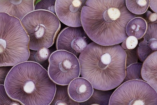 Lepista nuda: seta pie azul - Blog LCDLS