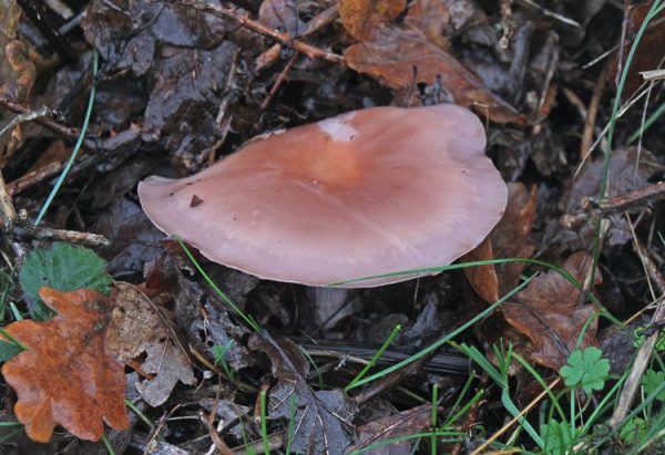 Lepista nuda: seta pie azul - Blog LCDLS