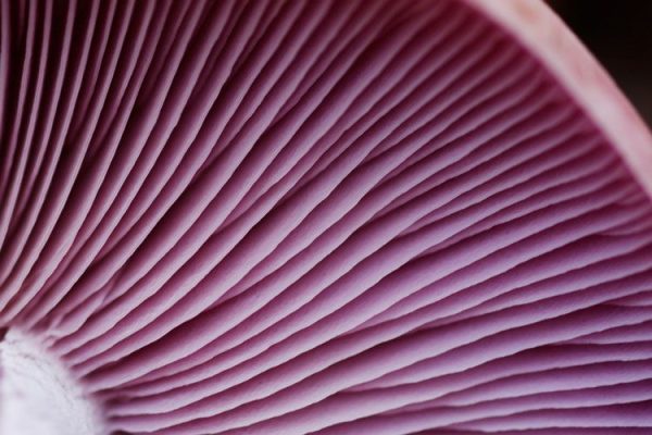 Seta pie azul, clitocybe nuda, la nazarena del bosque | La Casa de las ...