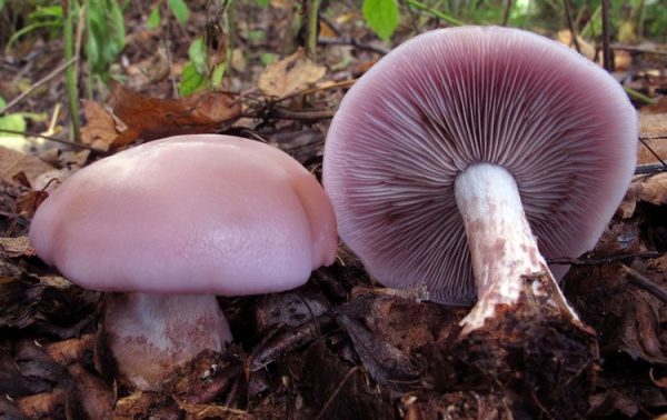 Seta pie azul, clitocybe nuda, la nazarena del bosque | La Casa de las ...