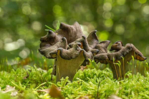 Trumpets of death: are they toxic? - Blog LCDLS