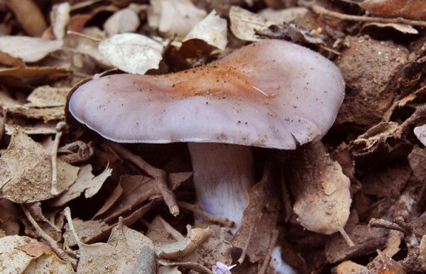 Lepista nuda: seta pie azul - Blog LCDLS