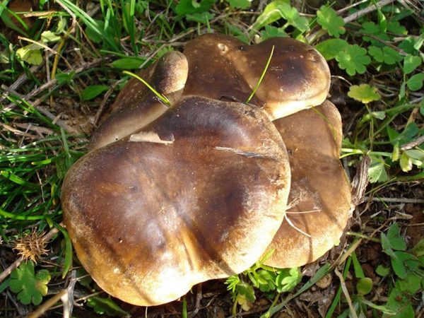 Pleurotus eryngii: setas de cardo - Blog LCDLS