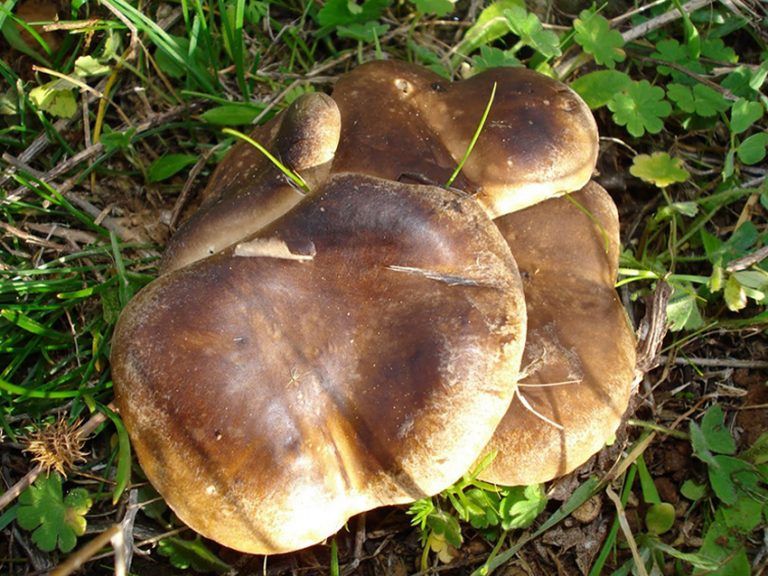 Pleurotus eryngii: setas de cardo - Blog LCDLS