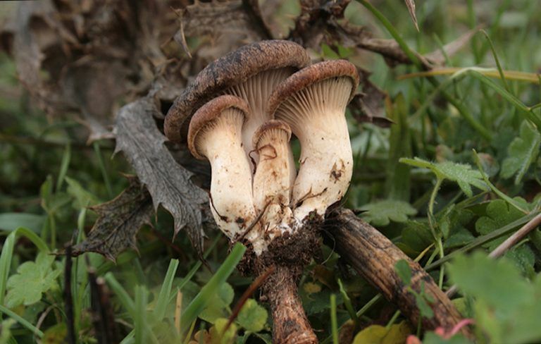 Pleurotus eryngii: setas de cardo - Blog LCDLS